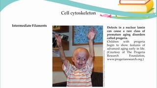 Cell cytoskeleton (filaments and their roles) | PPTX
