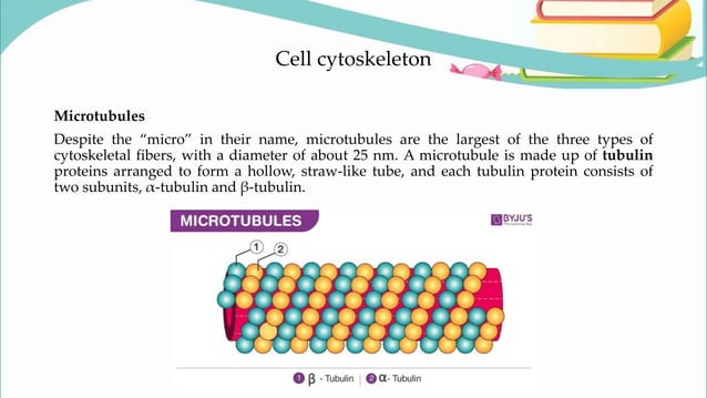 Cell cytoskeleton (filaments and their roles) | PPTX