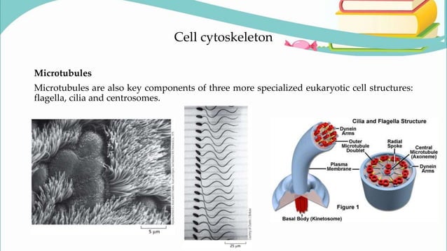 Cell cytoskeleton (filaments and their roles) | PPTX