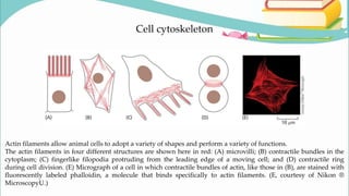 Cell cytoskeleton (filaments and their roles) | PPTX