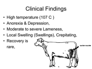 Black Quarter Disease power point in cattle | PPT
