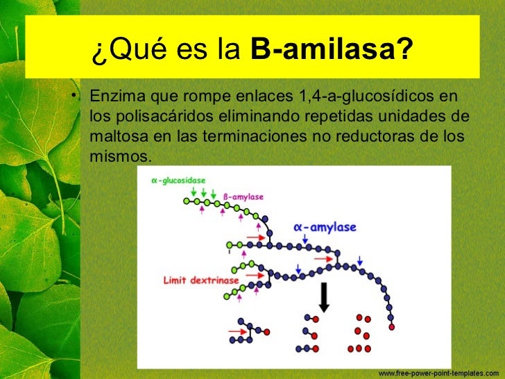B amilasa
