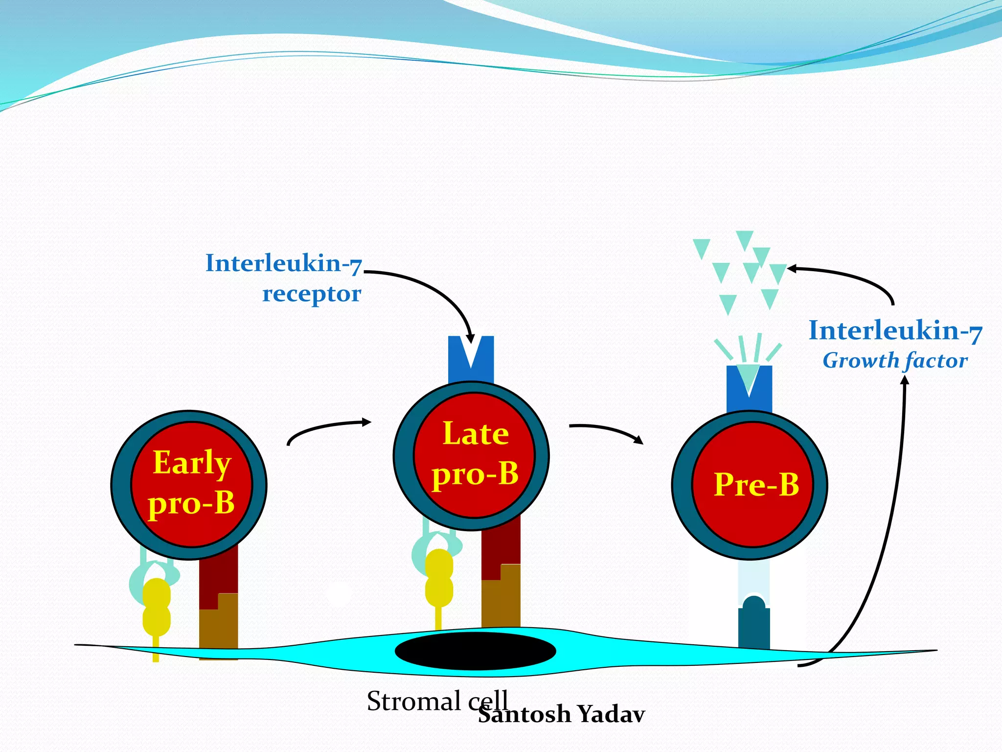 B-cell and humoral immunity | PPTX