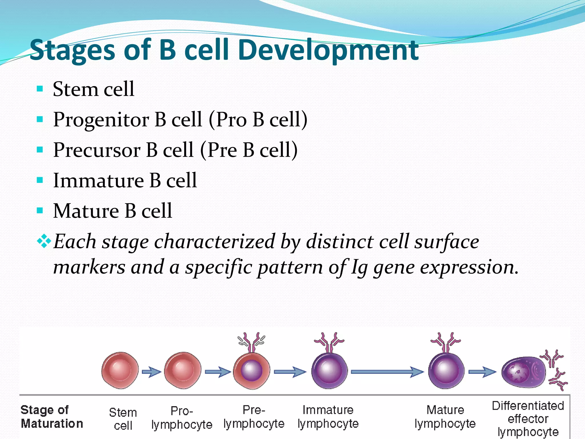 B-cell and humoral immunity | PPTX