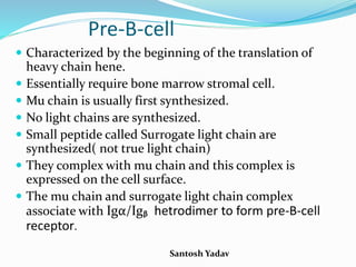 B-cell and humoral immunity | PPTX