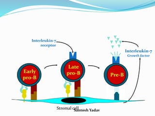 B-cell and humoral immunity | PPTX