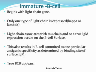 B-cell and humoral immunity | PPTX