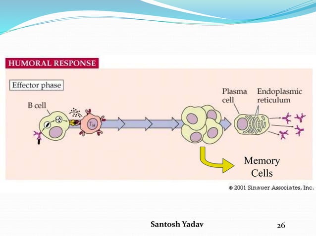 B-cell and humoral immunity | PPTX
