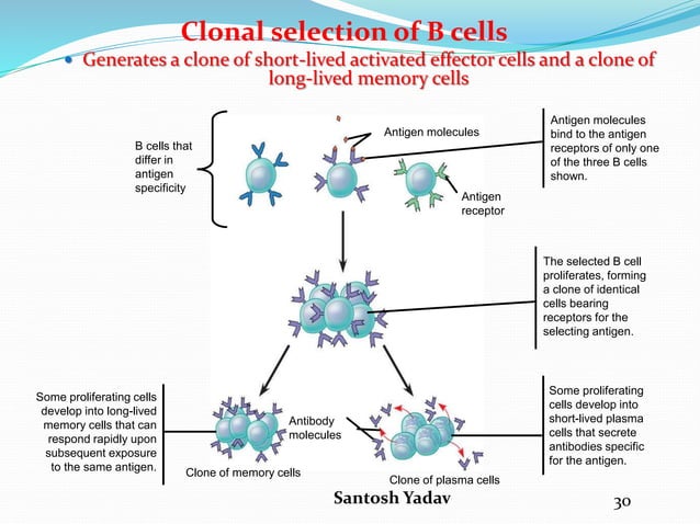 B-cell and humoral immunity | PPTX