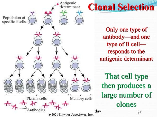 B-cell and humoral immunity | PPTX