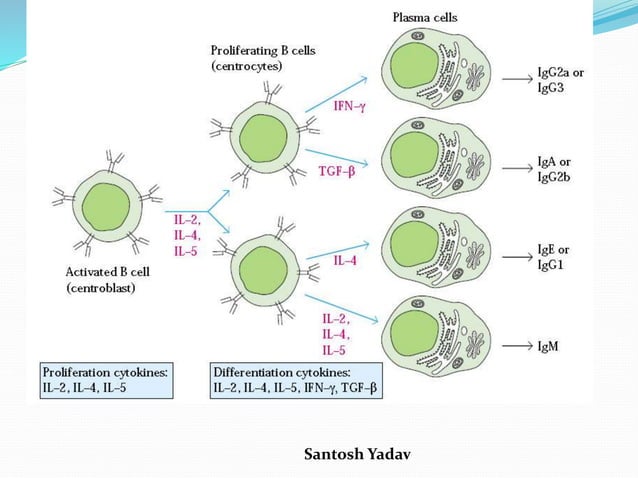 B-cell and humoral immunity | PPTX