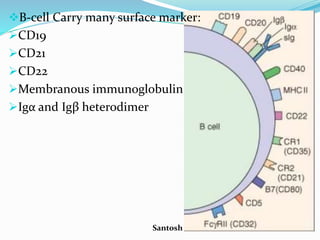B-cell and humoral immunity | PPTX