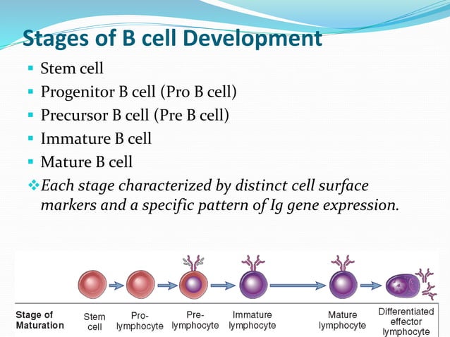 B-cell and humoral immunity | PPTX