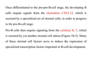 B-Cell development.pdf