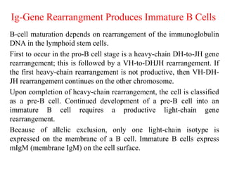 B-Cell development.pdf