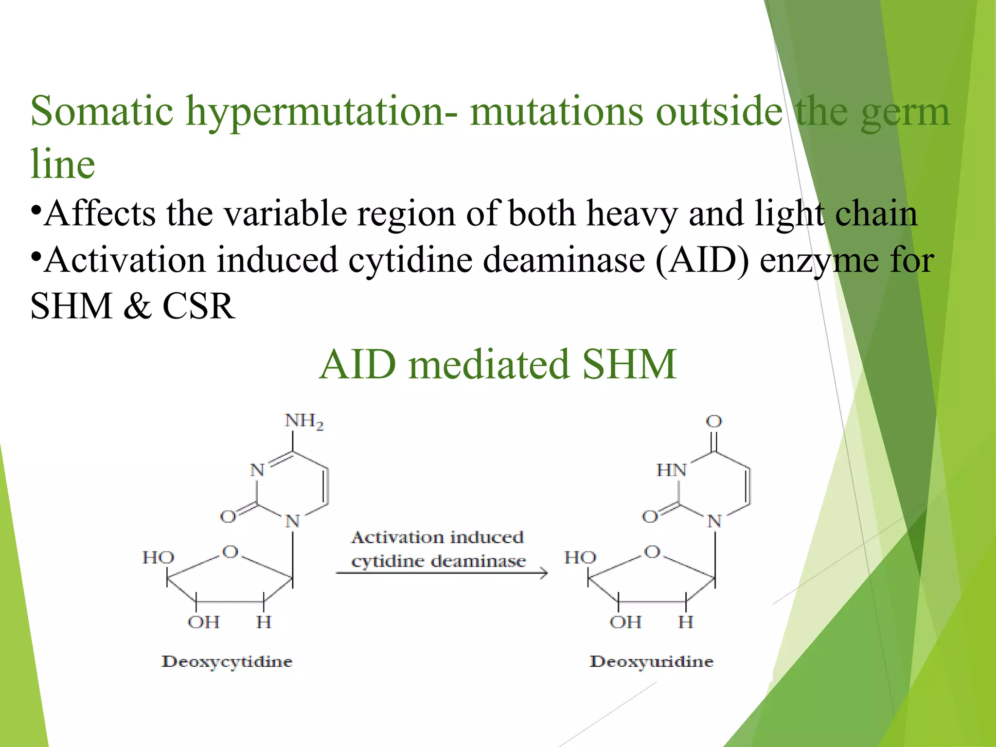 B cell generation-activation_and_differentiation | PPT