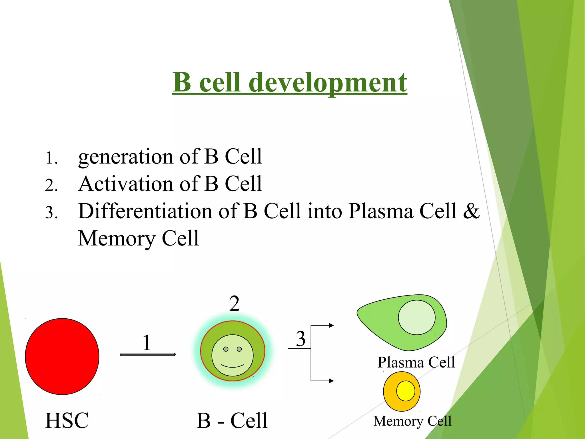 B cell generation-activation_and_differentiation | PPT