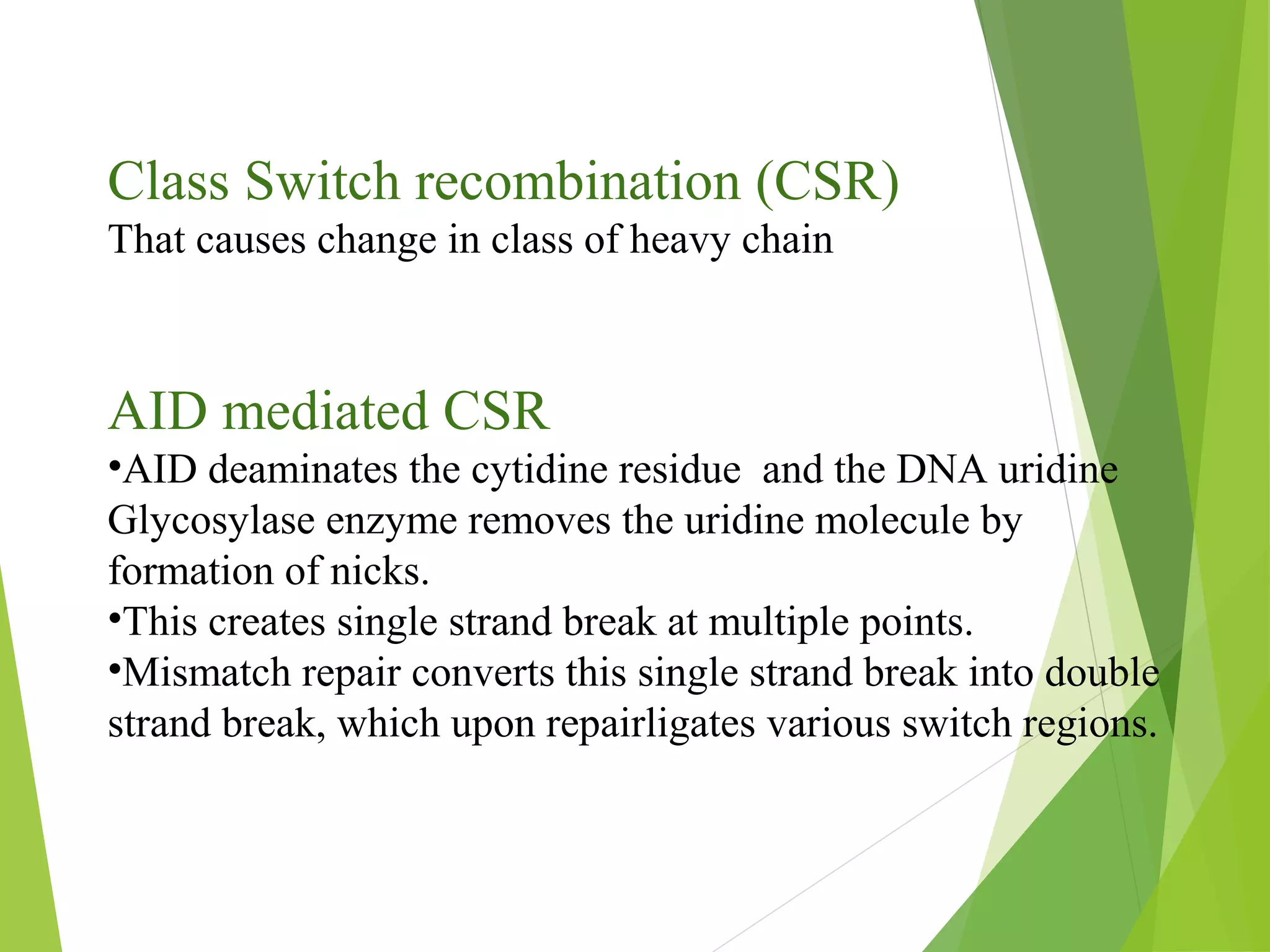 B cell generation-activation_and_differentiation | PPT