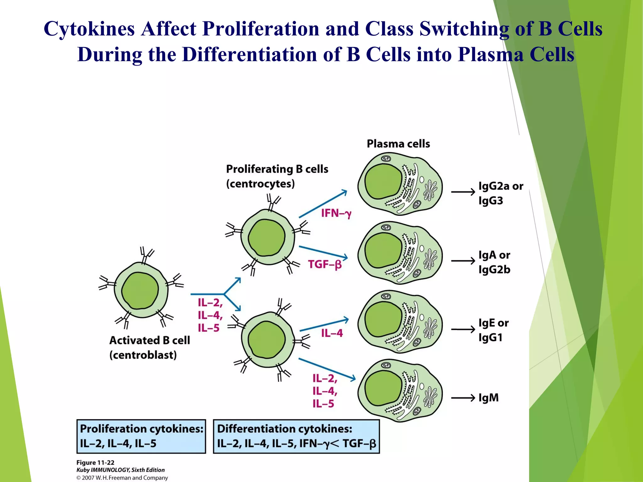 B cell generation-activation_and_differentiation | PPT