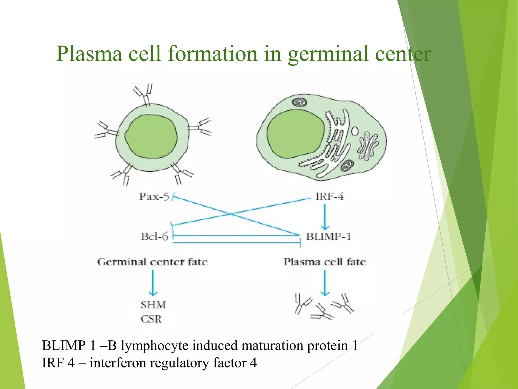 B cell generation-activation_and_differentiation | PPT