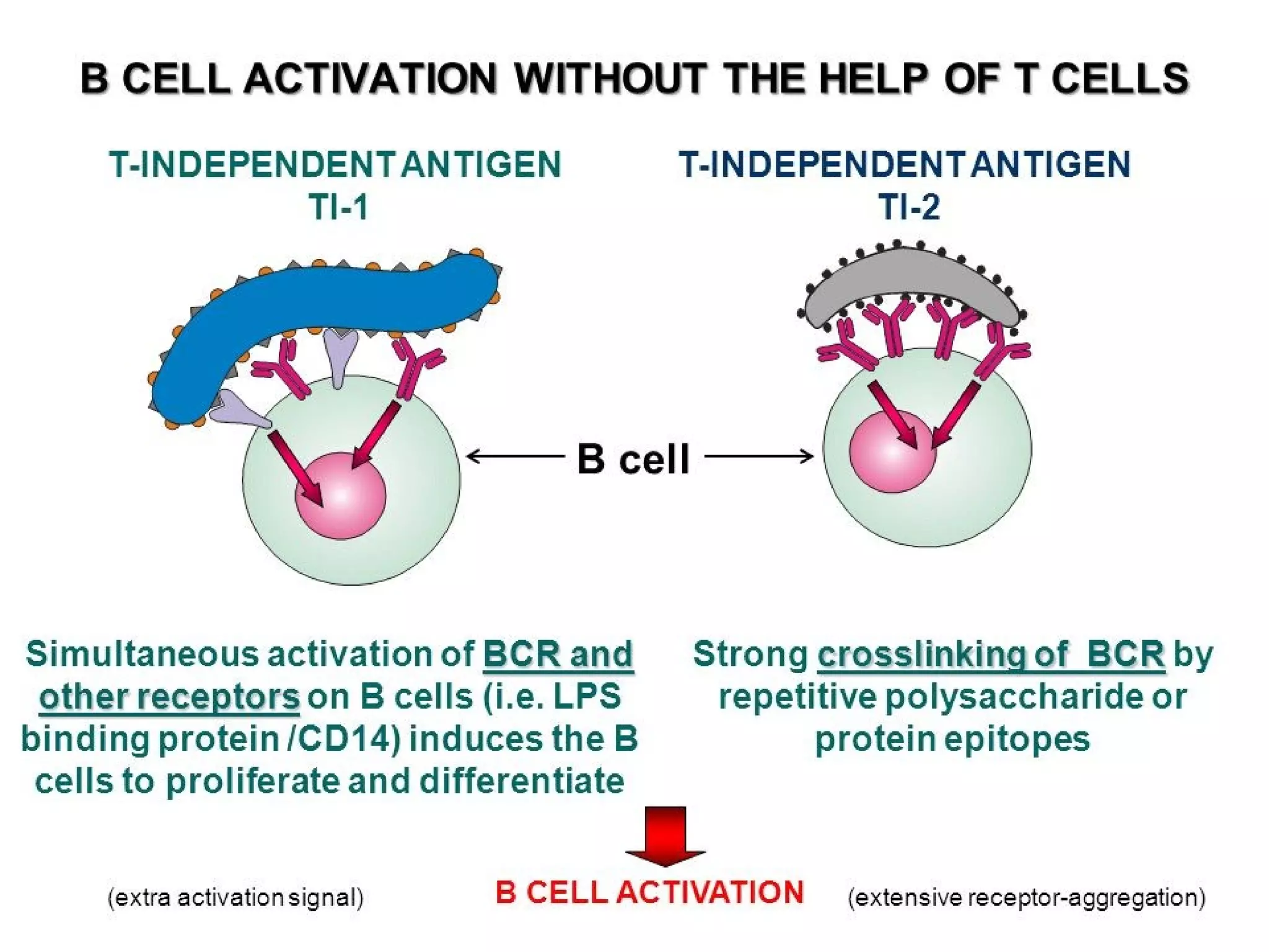 B cell generation-activation_and_differentiation | PPT