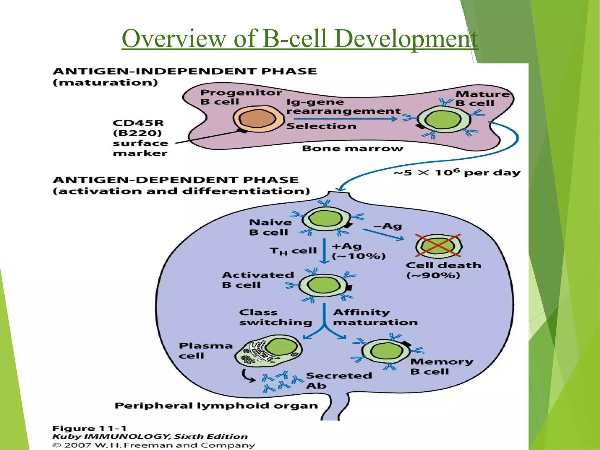 B cell generation-activation_and_differentiation | PPT