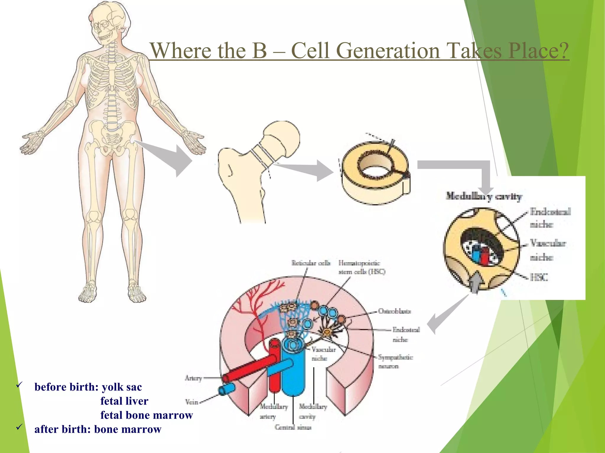 B cell generation-activation_and_differentiation | PPT