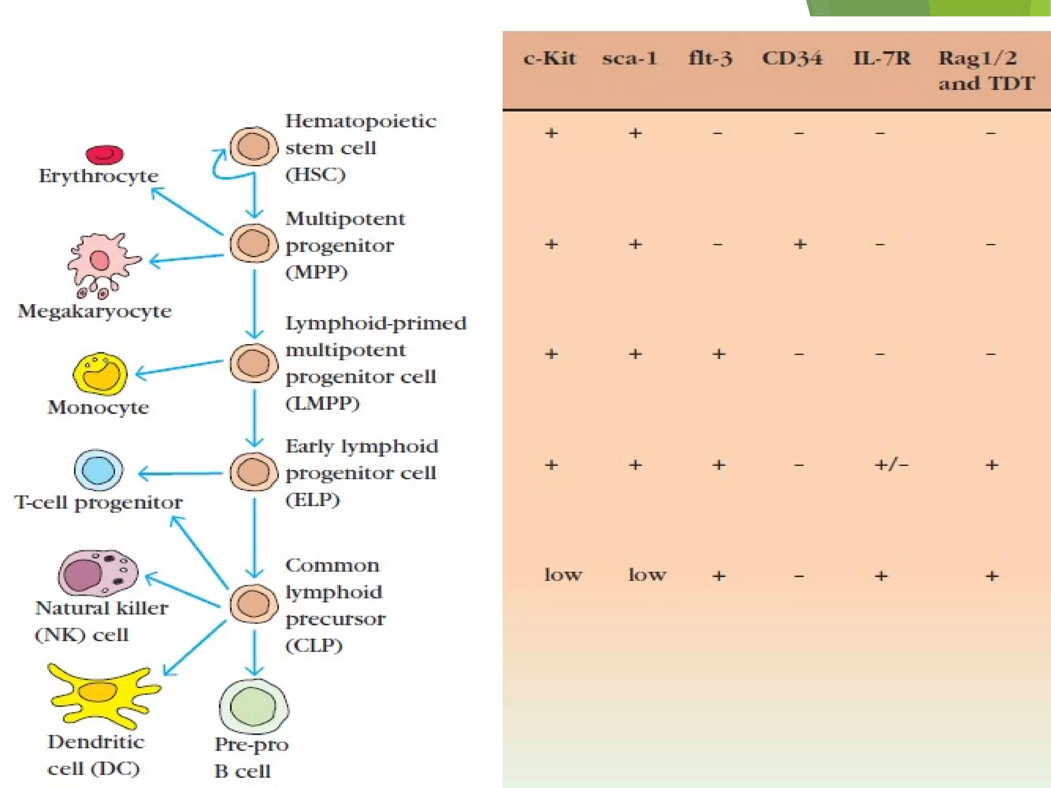 B cell generation-activation_and_differentiation | PPT