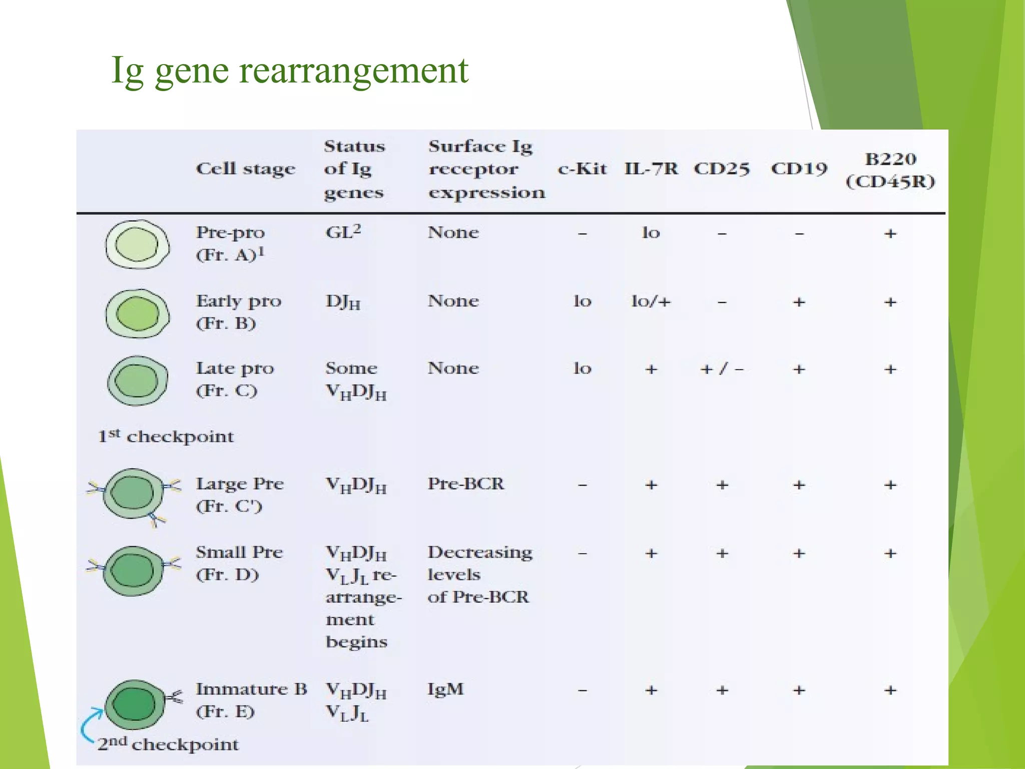 B cell generation-activation_and_differentiation | PPT