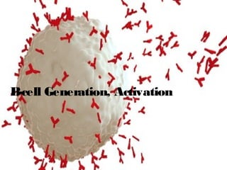 B cell generation-activation_and_differentiation | PPT