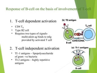 B cell generation-activation_and_differentiation | PPT