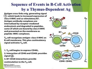 B cell generation-activation_and_differentiation | PPT