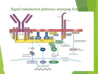 B cell generation-activation_and_differentiation | PPT
