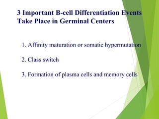 B cell generation-activation_and_differentiation | PPT