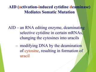 B cell generation-activation_and_differentiation | PPT