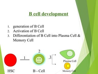 B cell generation-activation_and_differentiation | PPT