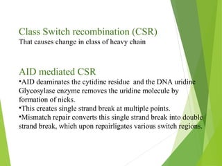 B cell generation-activation_and_differentiation | PPT