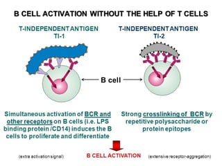 B cell generation-activation_and_differentiation | PPT