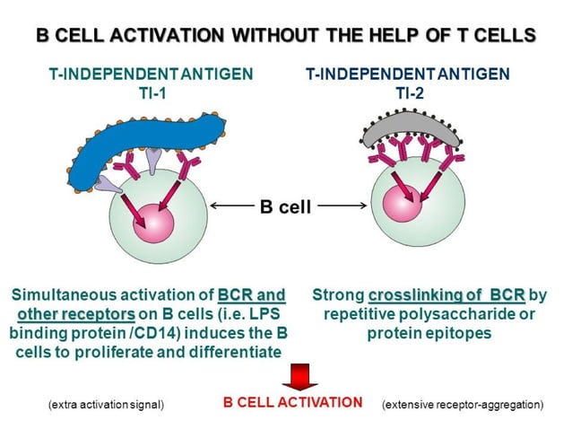 B cell generation-activation_and_differentiation | PPT | Endocrine and ...