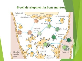 B cell generation-activation_and_differentiation | PPT
