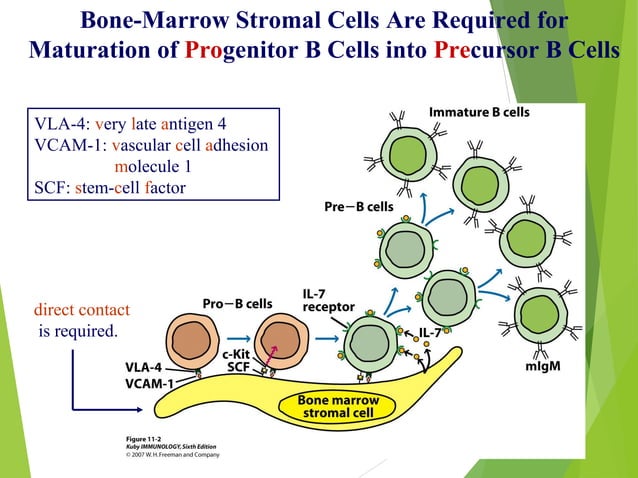 B cell generation-activation_and_differentiation | PPT | Endocrine and ...