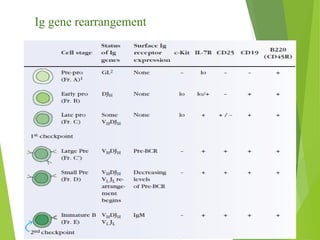 B cell generation-activation_and_differentiation | PPT