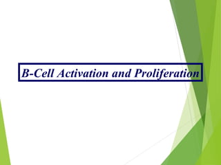 B cell generation-activation_and_differentiation | PPT