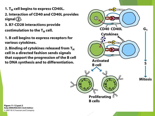 B cell generation-activation_and_differentiation