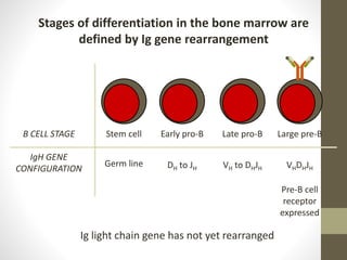 B-lymphocytes and generation | PPTX