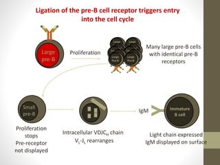 B-lymphocytes and generation | PPTX