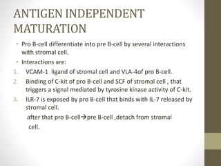 B-lymphocytes and generation | PPTX
