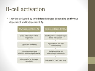 B-lymphocytes and generation | PPTX