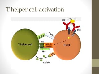 B-lymphocytes and generation | PPTX