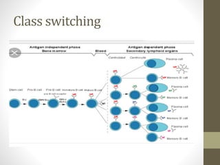 B-lymphocytes and generation | PPTX